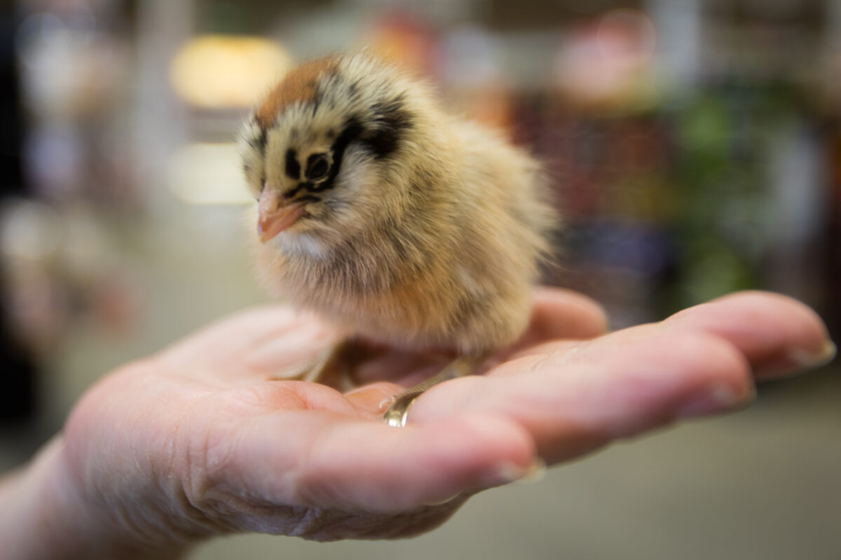 While now legal in Ogden, rogue chickens still fly under the city’s ...